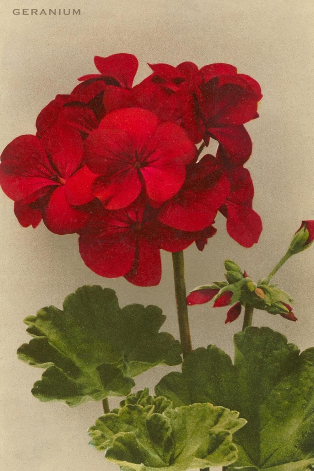 Amazon.com: ART.COM Wall Art Print Geranium, 16" x 24": Posters & Prints