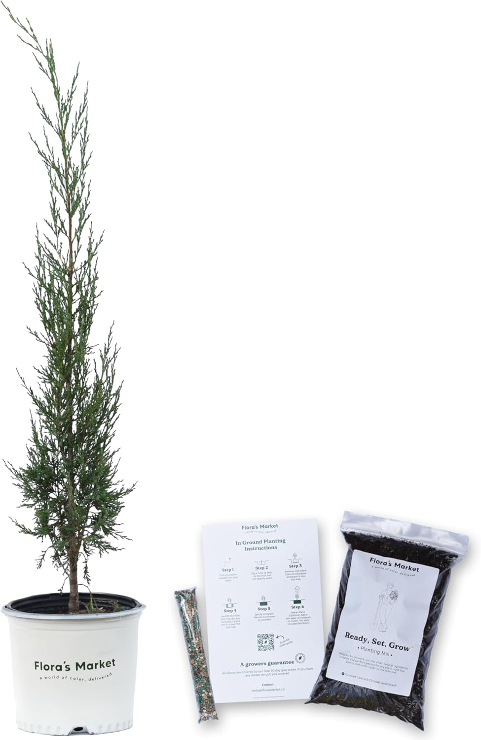 Amazon.com : Taylor Juniper - 3 Gallon - Includes Planting Kit : Patio ...