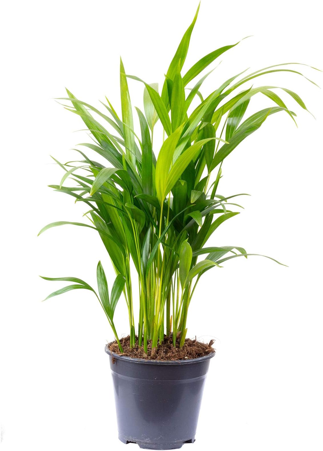 Goldfruchtpalme - pflegeleichte Zimmerpflanze, Areca Dypsis Lutescens ...