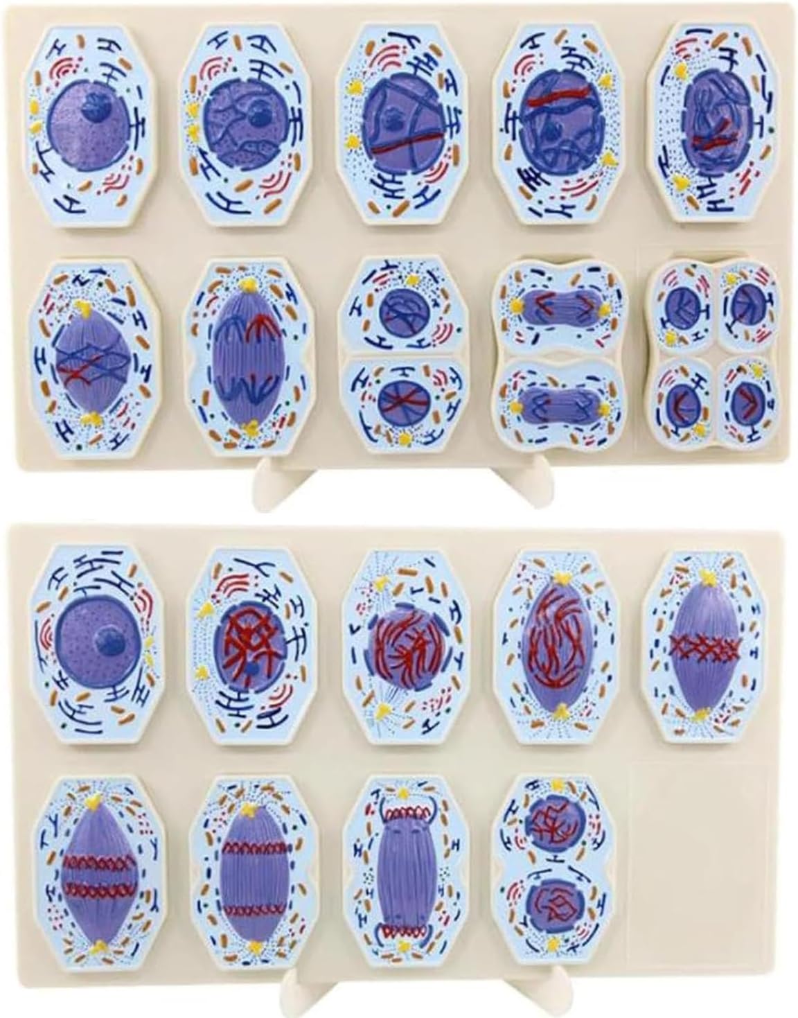 Plant Cell & Animal Cell Mitosis and Meiosis Model, Nepal | Ubuy