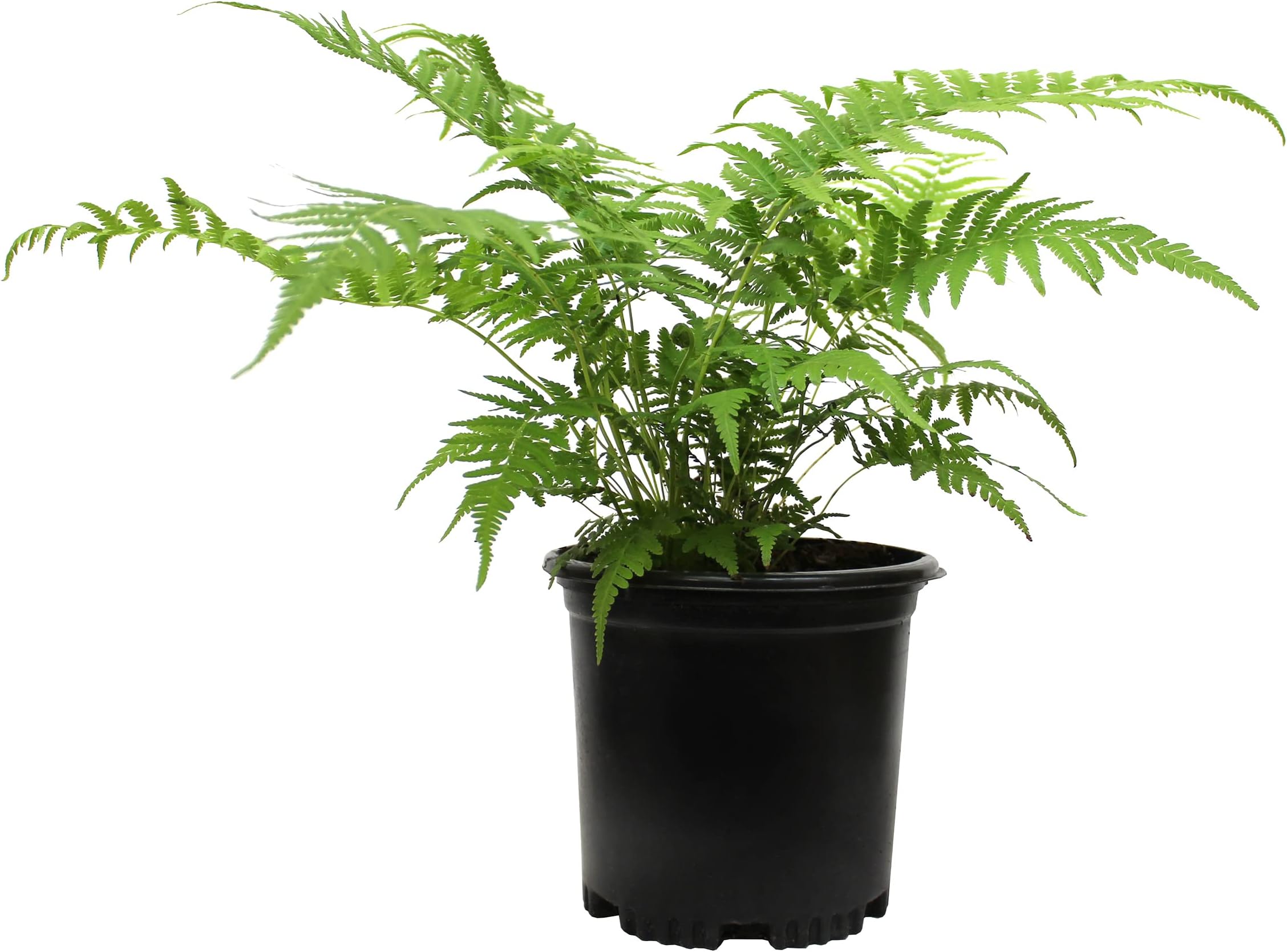 Amazon.com : Wood Fern Plants Live Ferns for Outdoors Landscape Edging ...