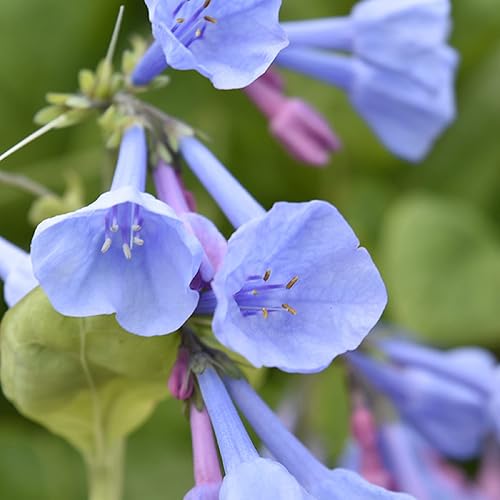 CHUXAY GARDEN Virginia Bluebells Seed 10 Semillas Encantadora Flor Azul ...