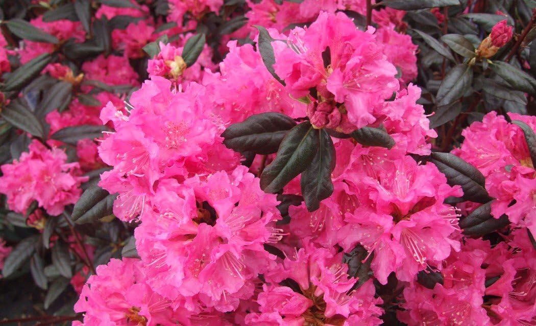 Amazon.com : Landmark Rhododendron, Box of 3. : Patio, Lawn & Garden