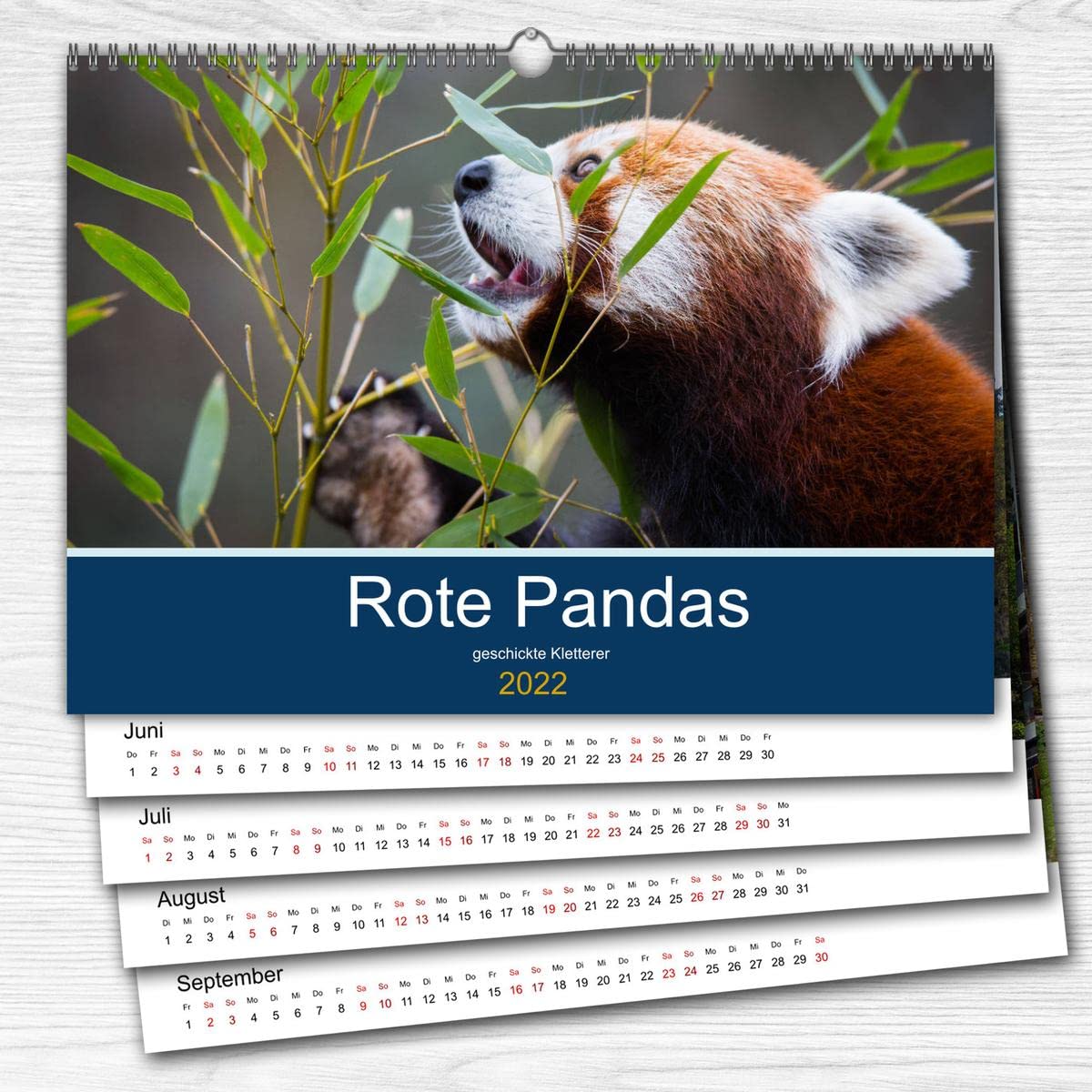 Buy Start Month Choice of Red Pandas - Clever Climber DIN A3 2022/2023 ...