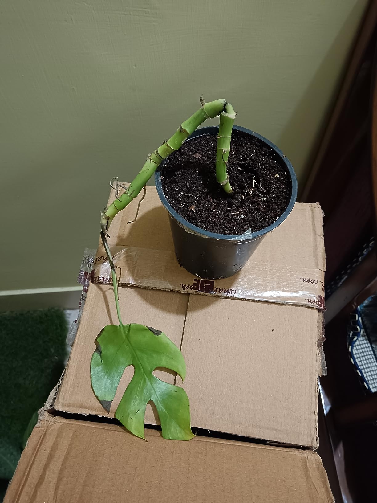 The Four Seasons Monstera Minima | Mini Monstera | Large Size ...