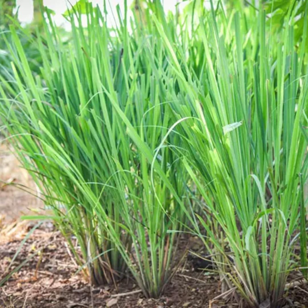 Amazon.com : 2 Lemon Grass Live Plants for Outdoor Planting, 10 Inc ...