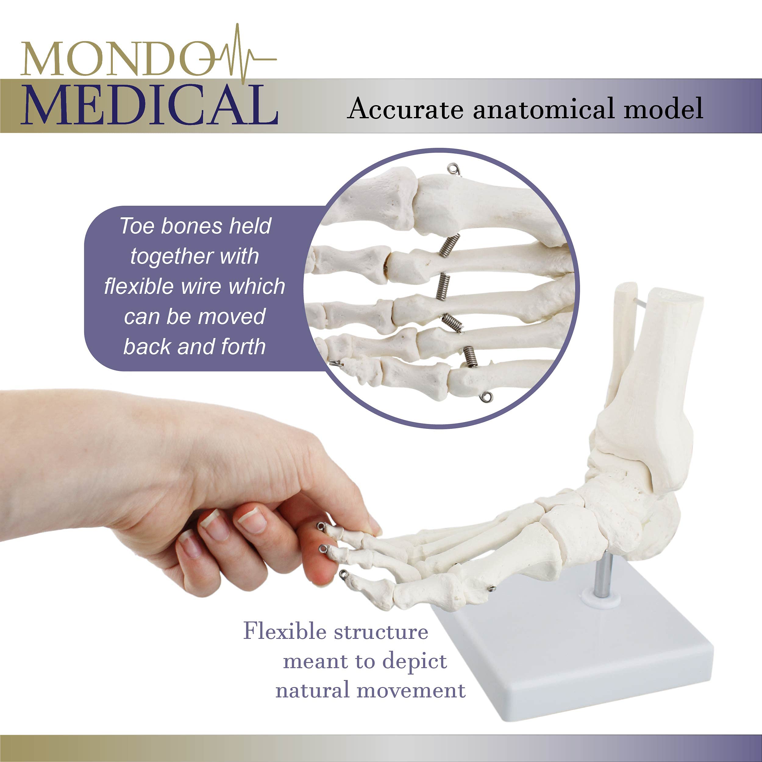 Buy MonMed Medical Models Life Size Foot and Ankle Model – Anatomical ...