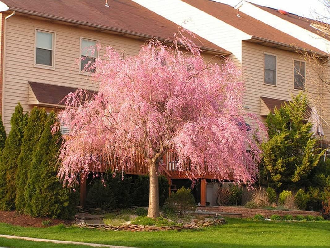 Amazon.com : Weeping Higan Cherry Tree Live Plant, 24 Inc to 36 Inc ...
