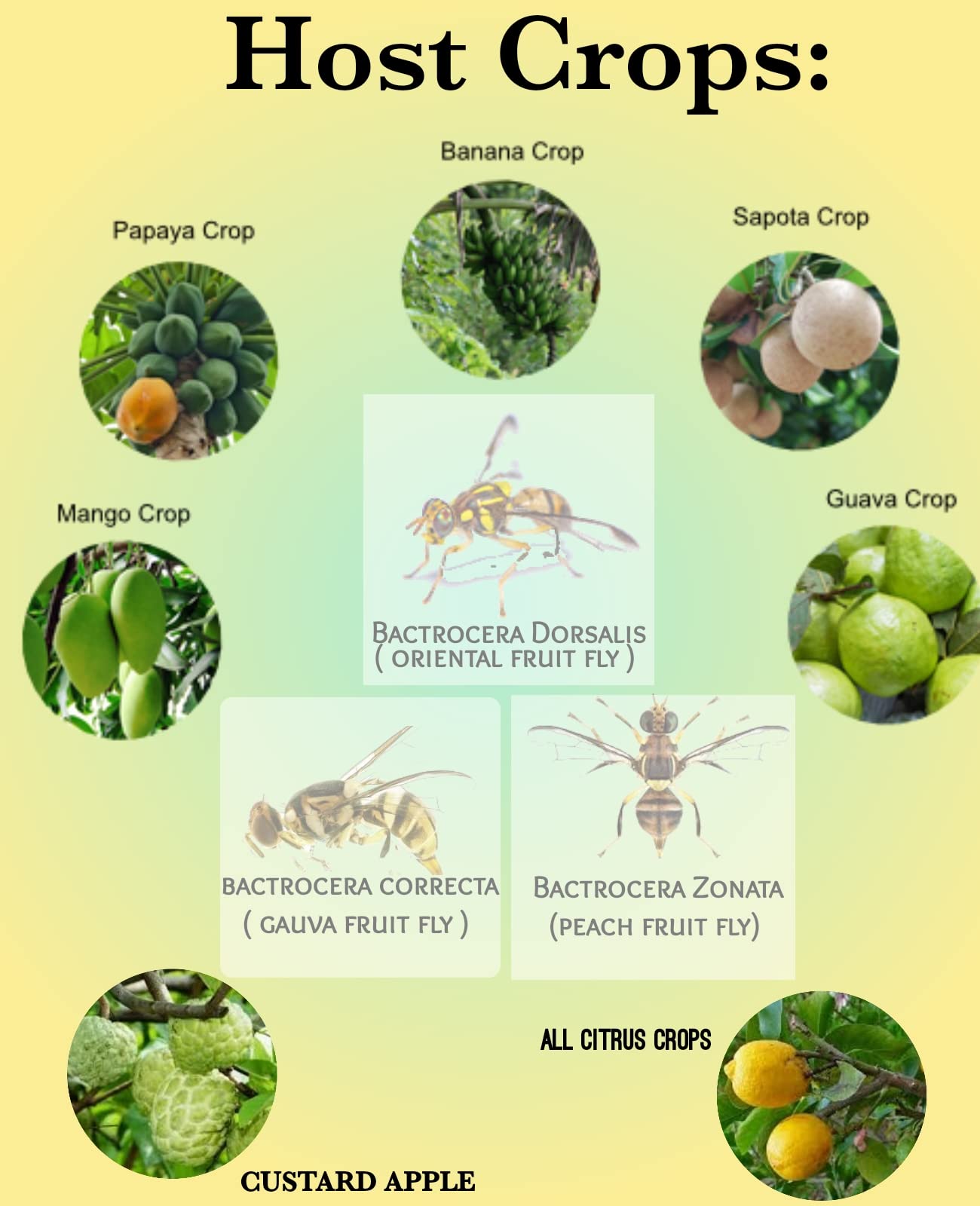 Bactrocera Dorsalis Life Cycle
