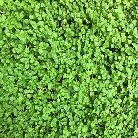 Amazon.com : Outsidepride Corsican Ornamental Mini Mint Spreading, Mat ...