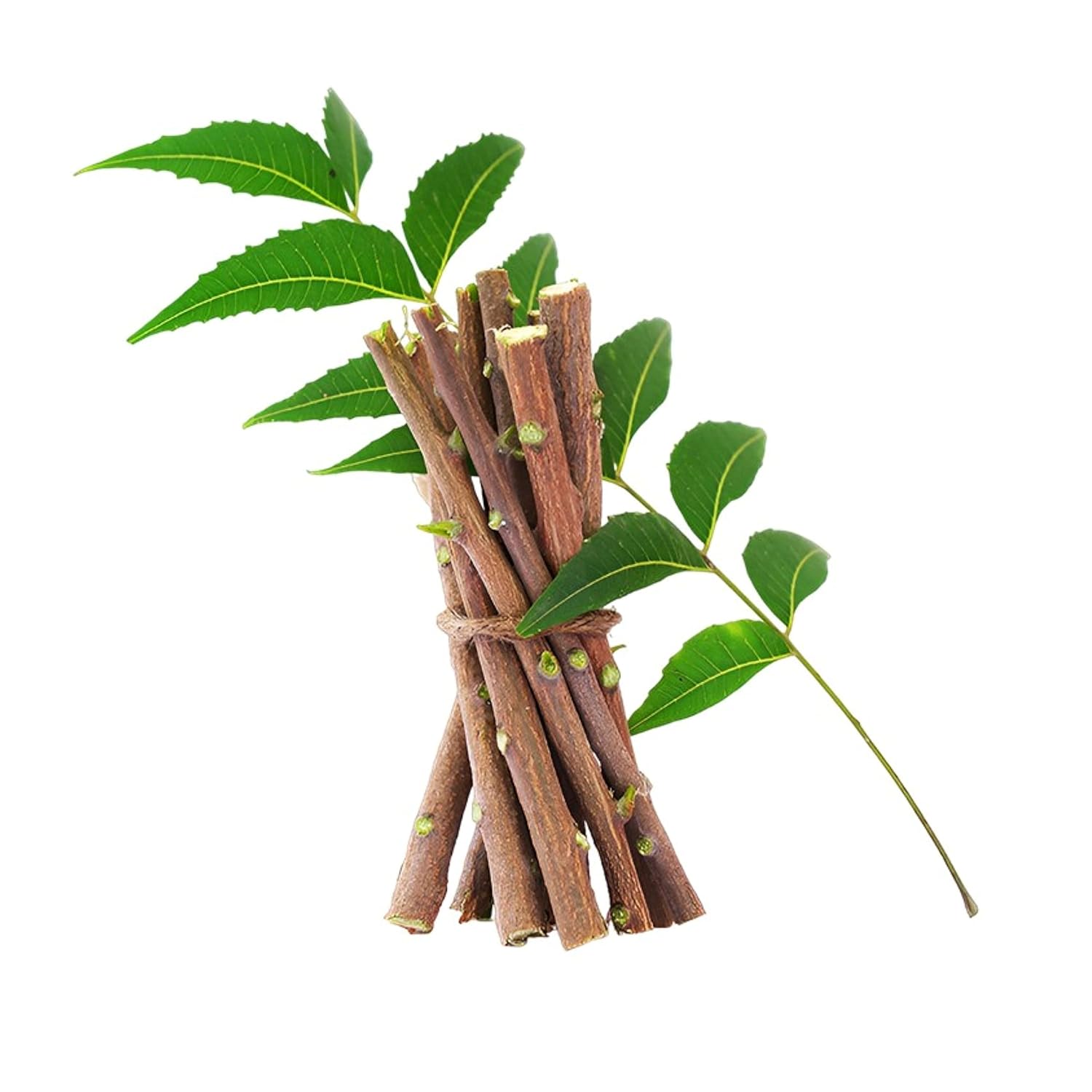 Buy Cholas Ayurvedic Natural Organic Neem Datun, manual Toothbrush Neem ...