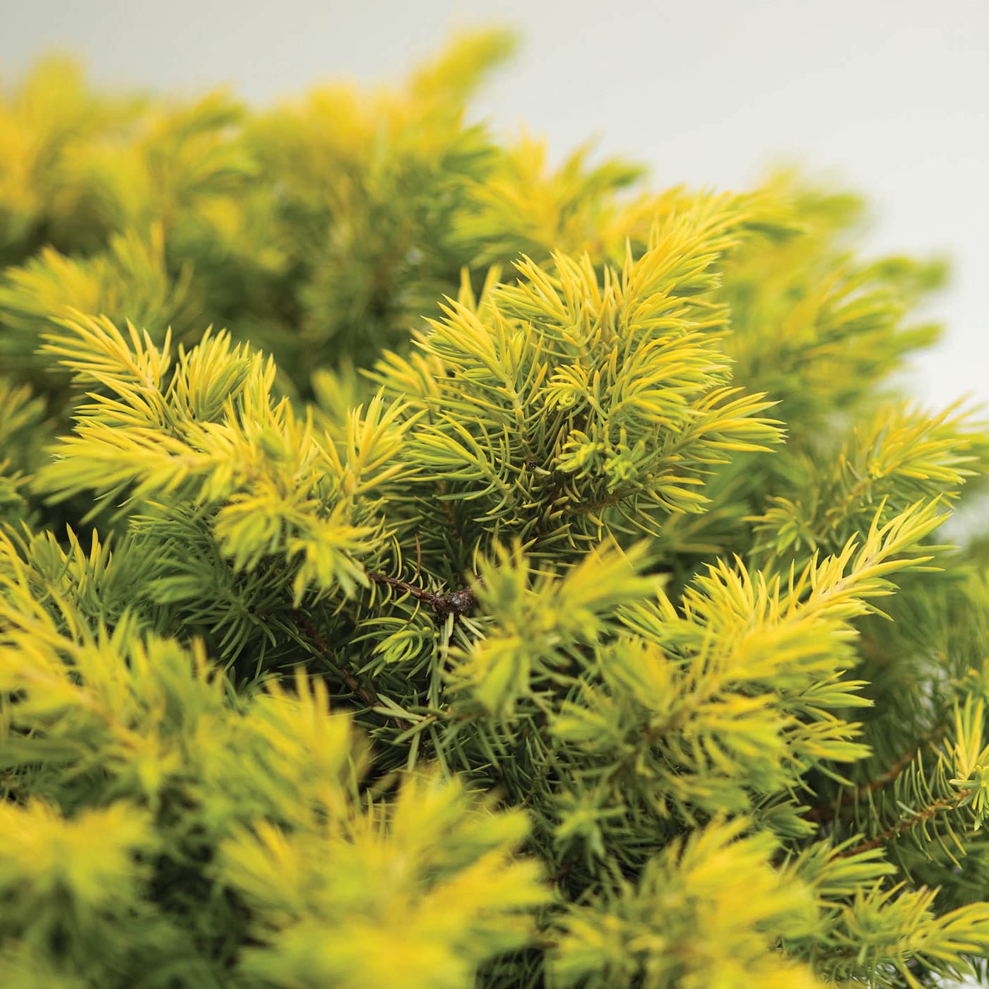 Enebro Dorado Que Cubre El Suelo Juniperus Communis Wikipedia, La