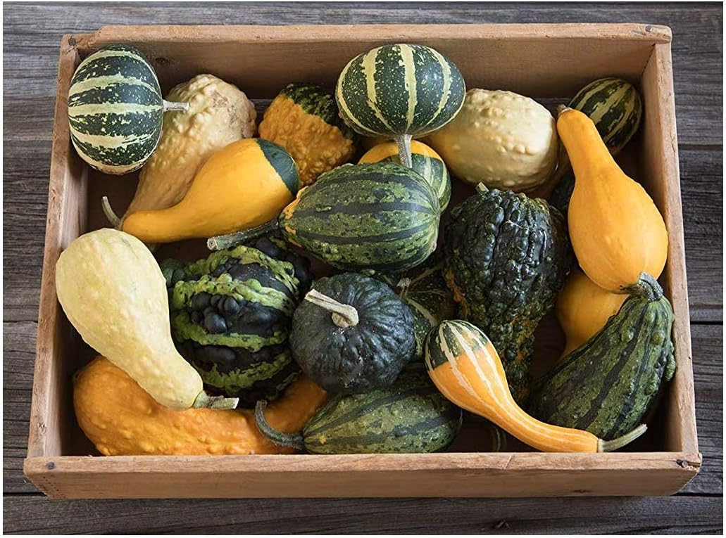 Amazon.com : Gourd Ornamental Blend 7911d (Multi) 25 Non-GMO, Heirloom ...