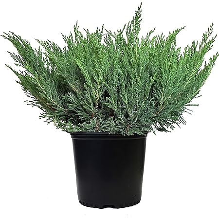 Amazon.com : Compact Andorra Juniper, green leafed evergreen in 3 ...