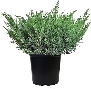 Amazon.com : Compact Andorra Juniper, green leafed evergreen in 2 ...