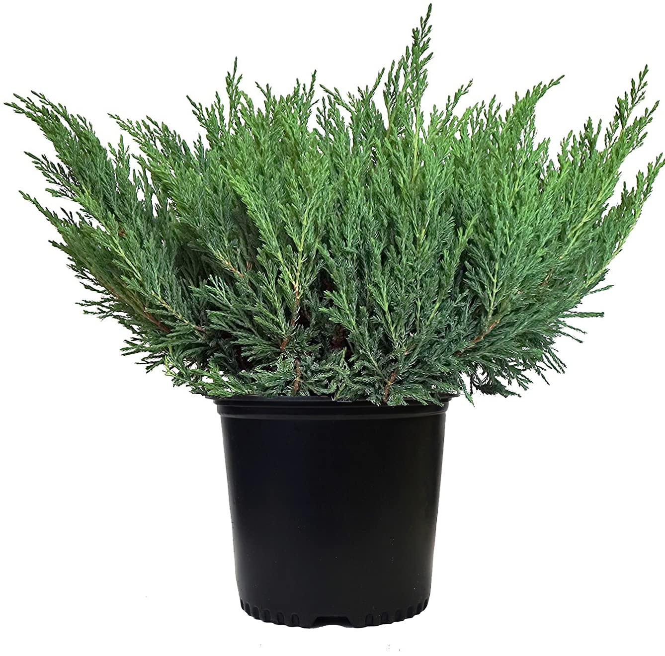 Amazon.com : Compact Andorra Juniper, green leafed evergreen in 2 ...