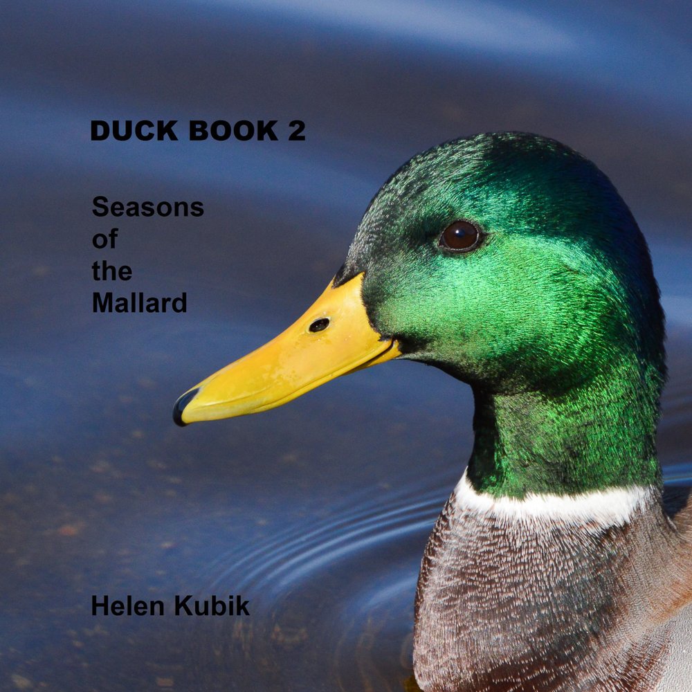 Duck Book 2: Seasons of the Mallard - Kindle edition by Kubik, Helen ...