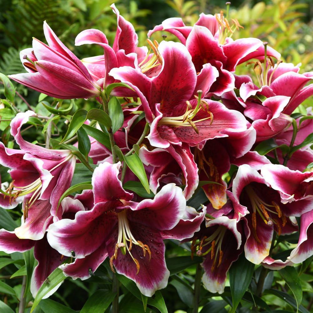 What Is An Oriental Lily Learn About Growing Oriental