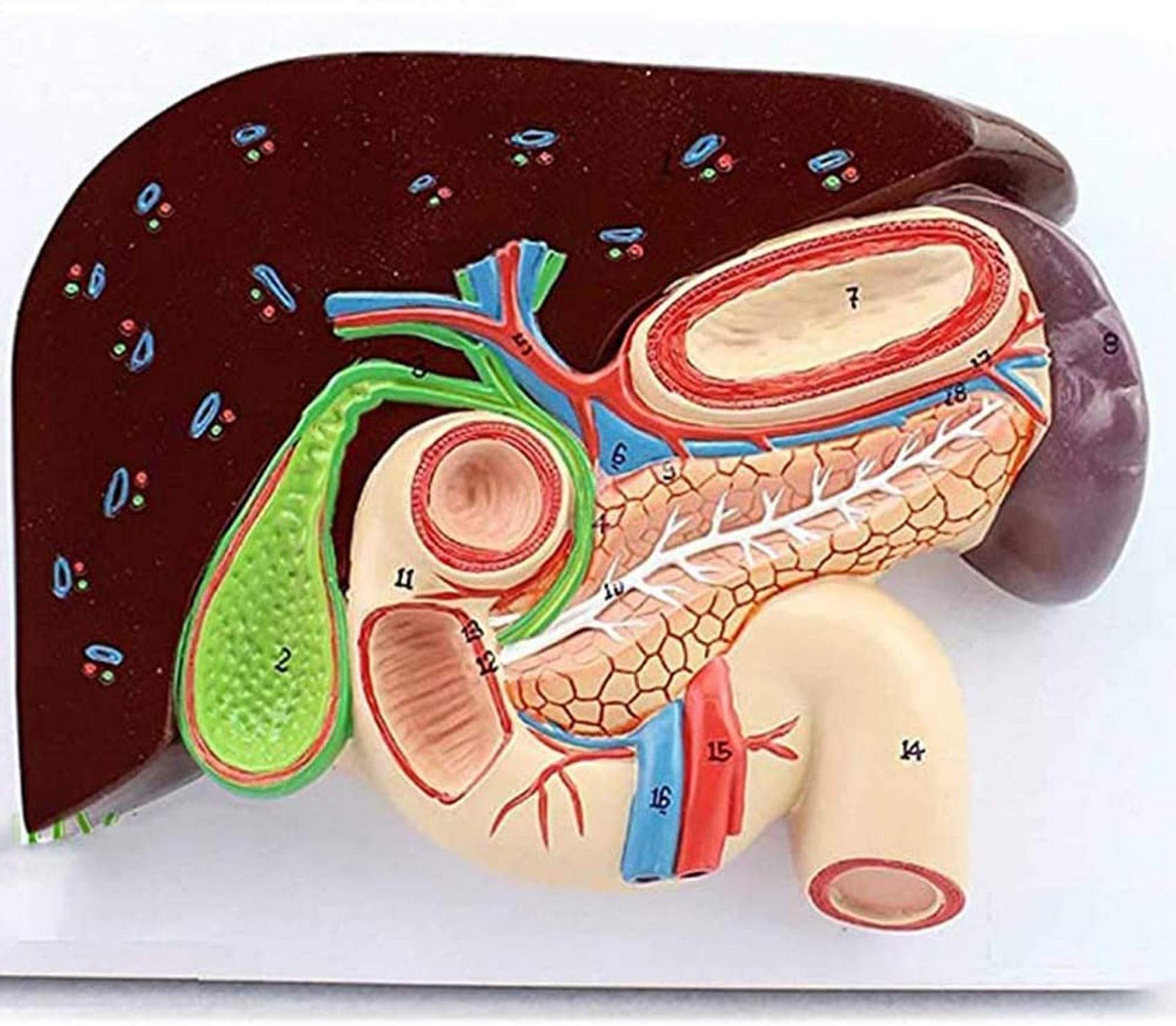 Buy Teaching Model Human Digestive System Model-Life-size anatomical ...