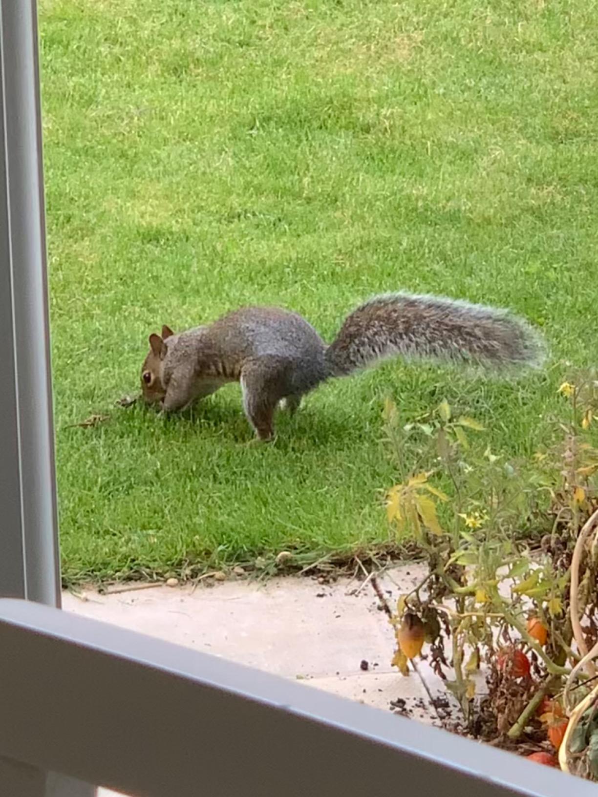 [2Kg] Squirrel Food Mix for Red Squirrels I Squirrel Feed with ...