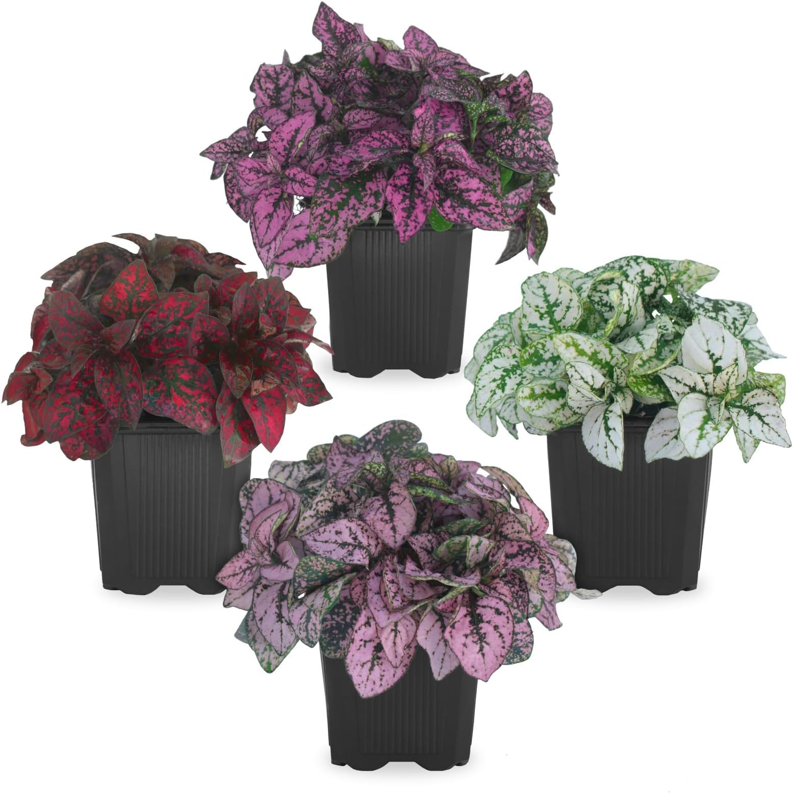 Amazon.com : Mini Red Veined Nerve Plant - Fittonia - Easy House Plant ...