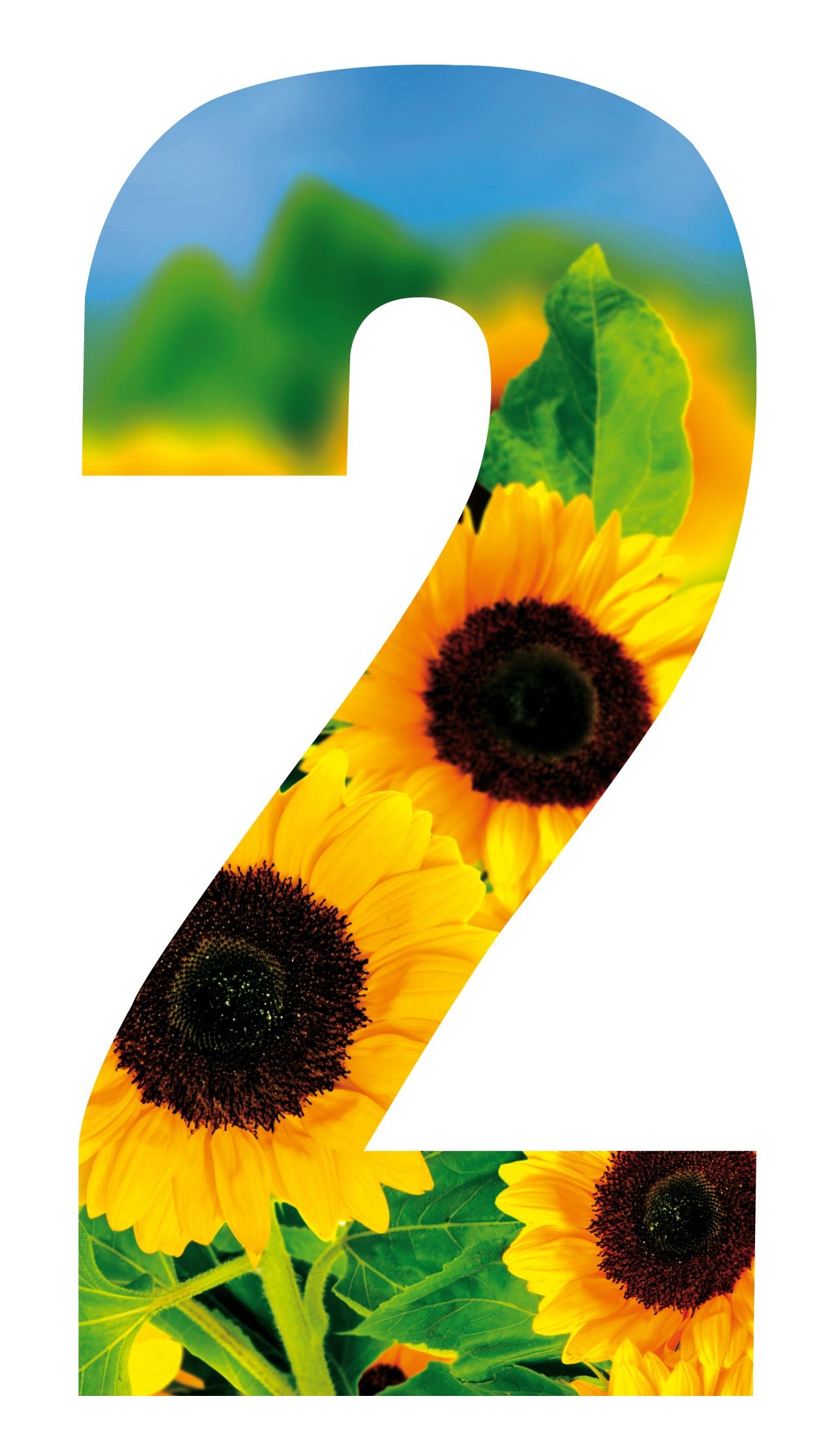 WHL Pack of 3 Wheelie Bin House Numbers - Sunflower Number 2 : Amazon ...