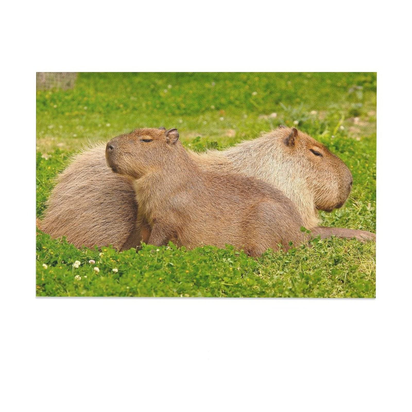 Capybara Baby Cute