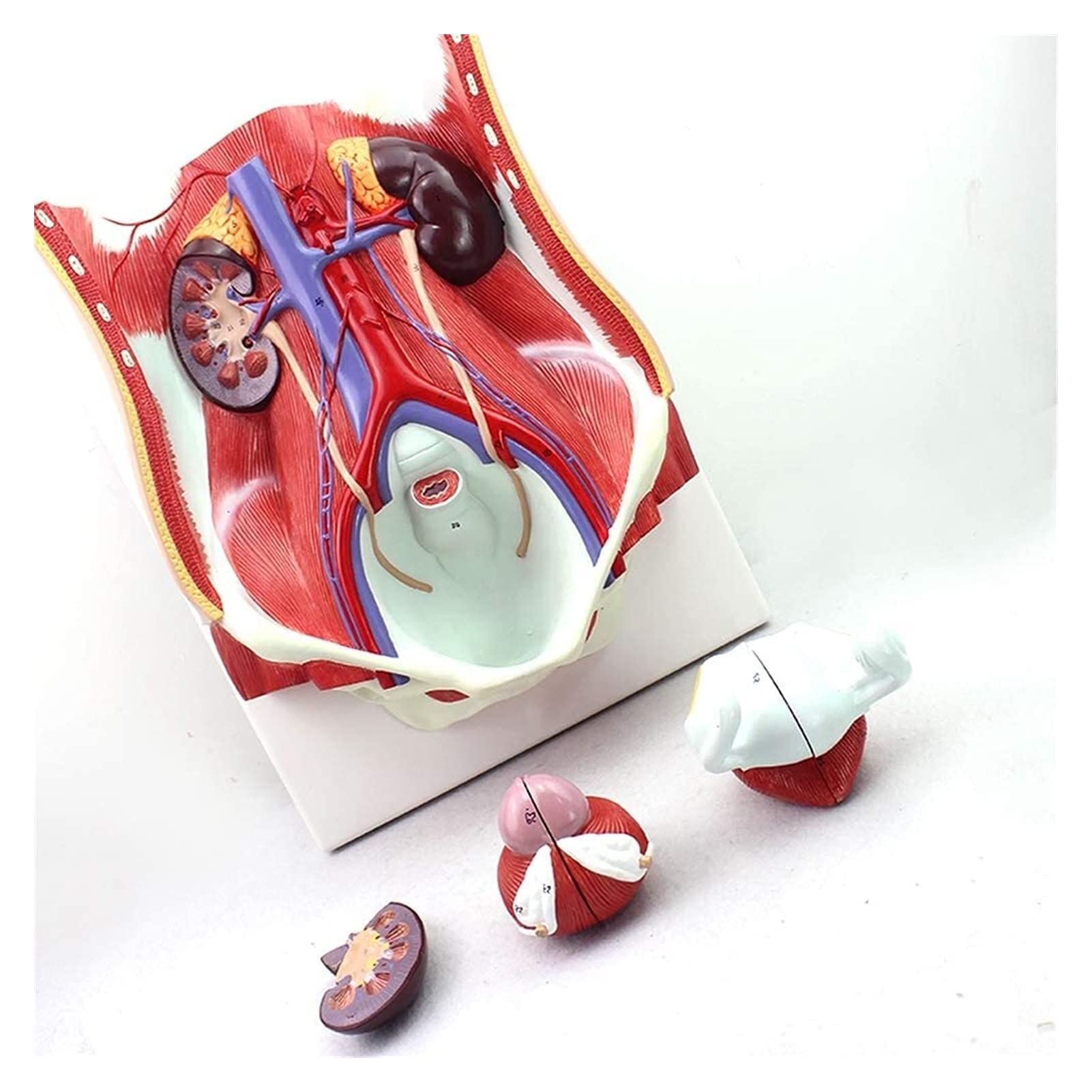Buy Anatomy Model, Anatomical Urinary System Model Ventral Wall Organ ...