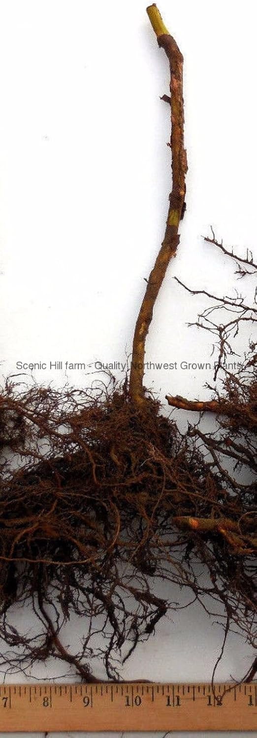 Amazon.com: Anne Golden EverBearing Raspberry Plant - Large 2 Year Old ...