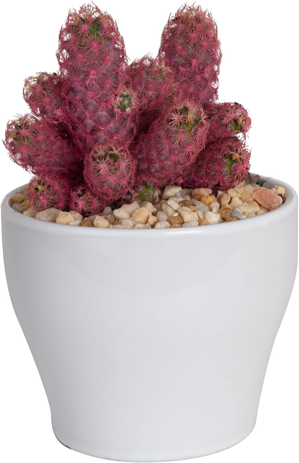 Costa Farms Desert Gems Pink Cacti Live Indoor Plant in 4-Inch Gloss ...
