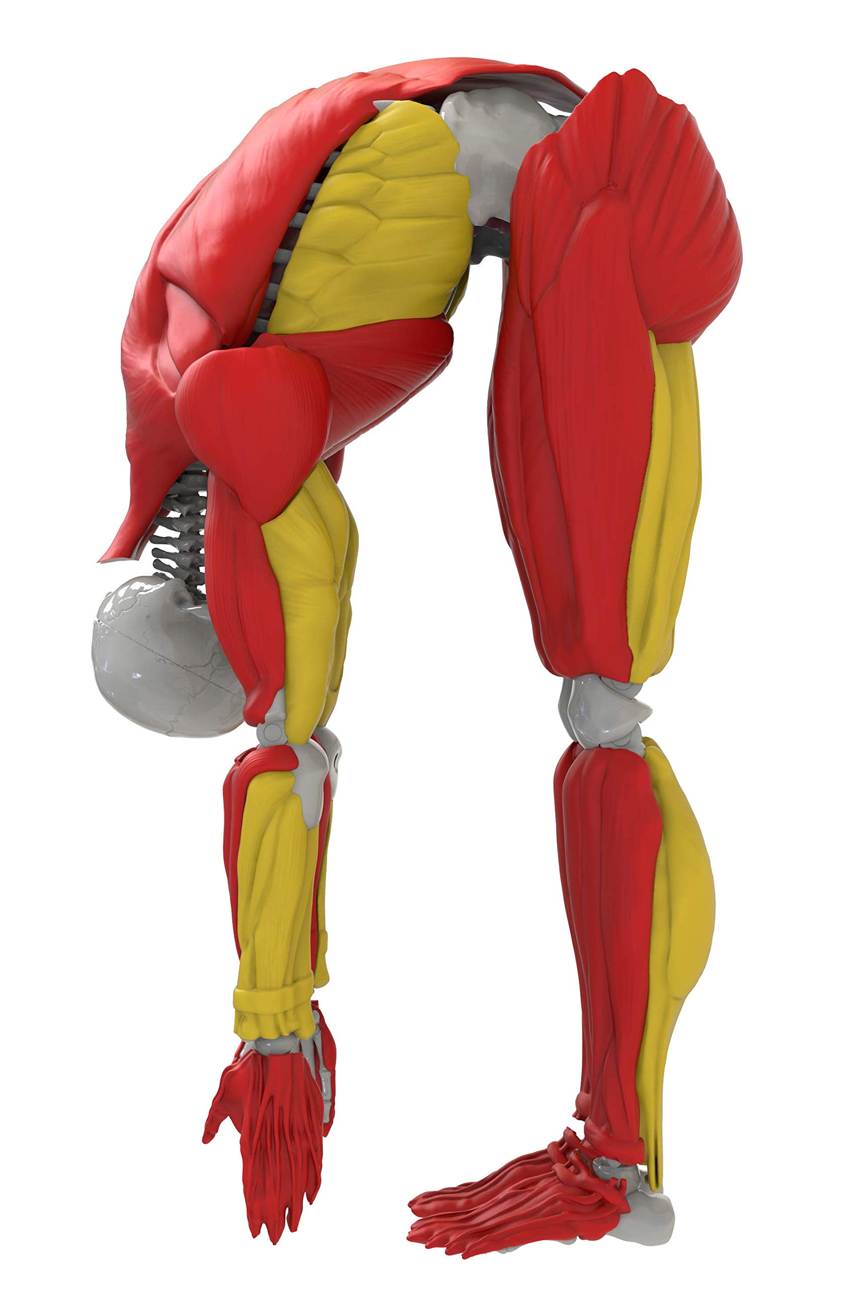 Be Amazing Toys Interactive Human Body Fully Poseable Anatomy Figure