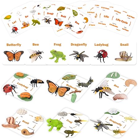 Amazon.com: Montessori Practical Life Brushing Teeth Model and Cards ...