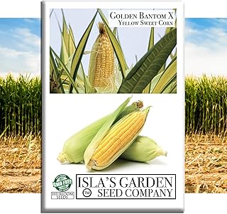 Step-By-Step Guide To Germinating Corn Seeds | ShunCy