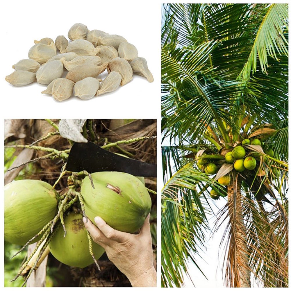 Coconut Palm Seed