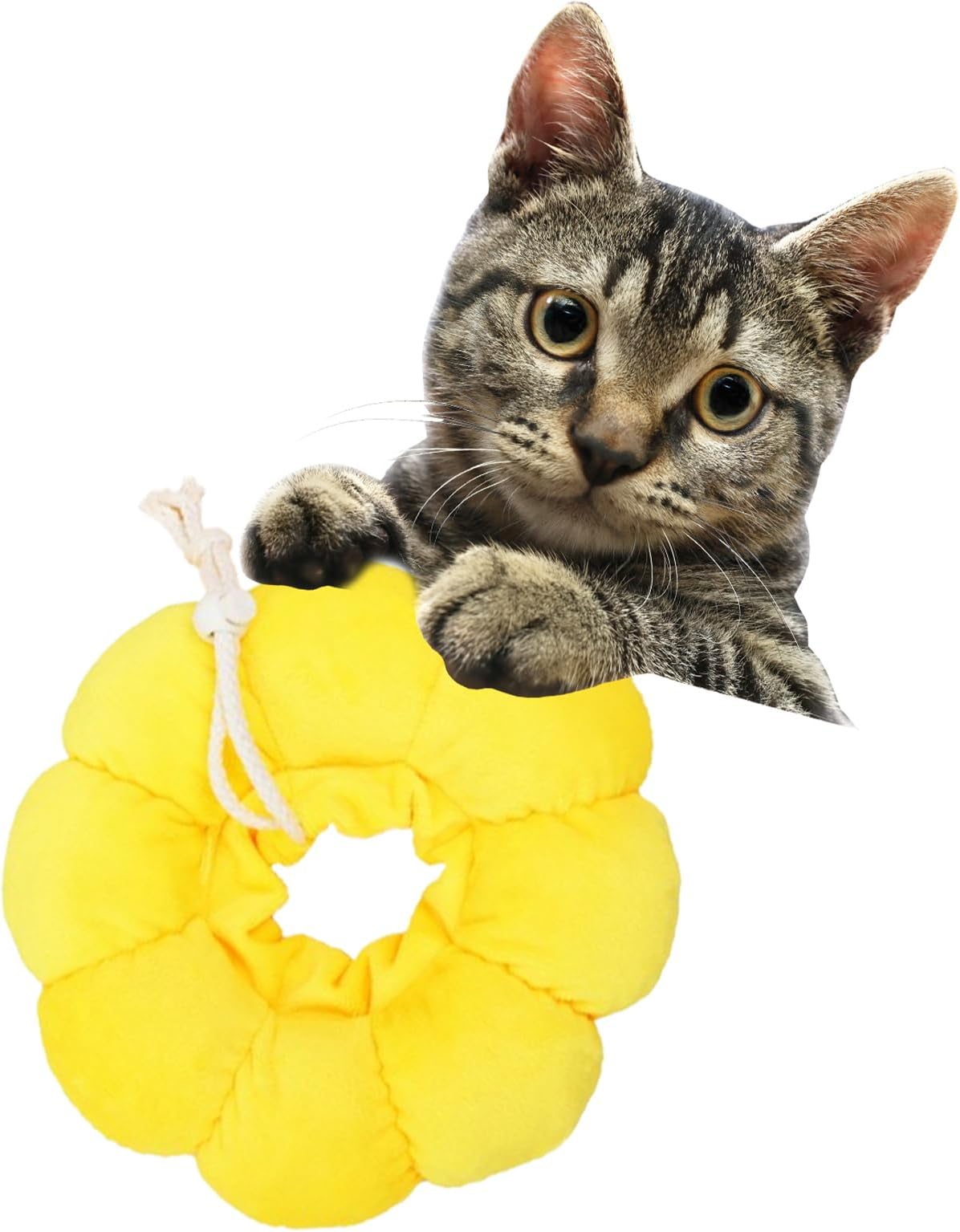 Amazon.com: Adjustable Cat Recovery Collar Cat Elizabethan Collar Pet ...