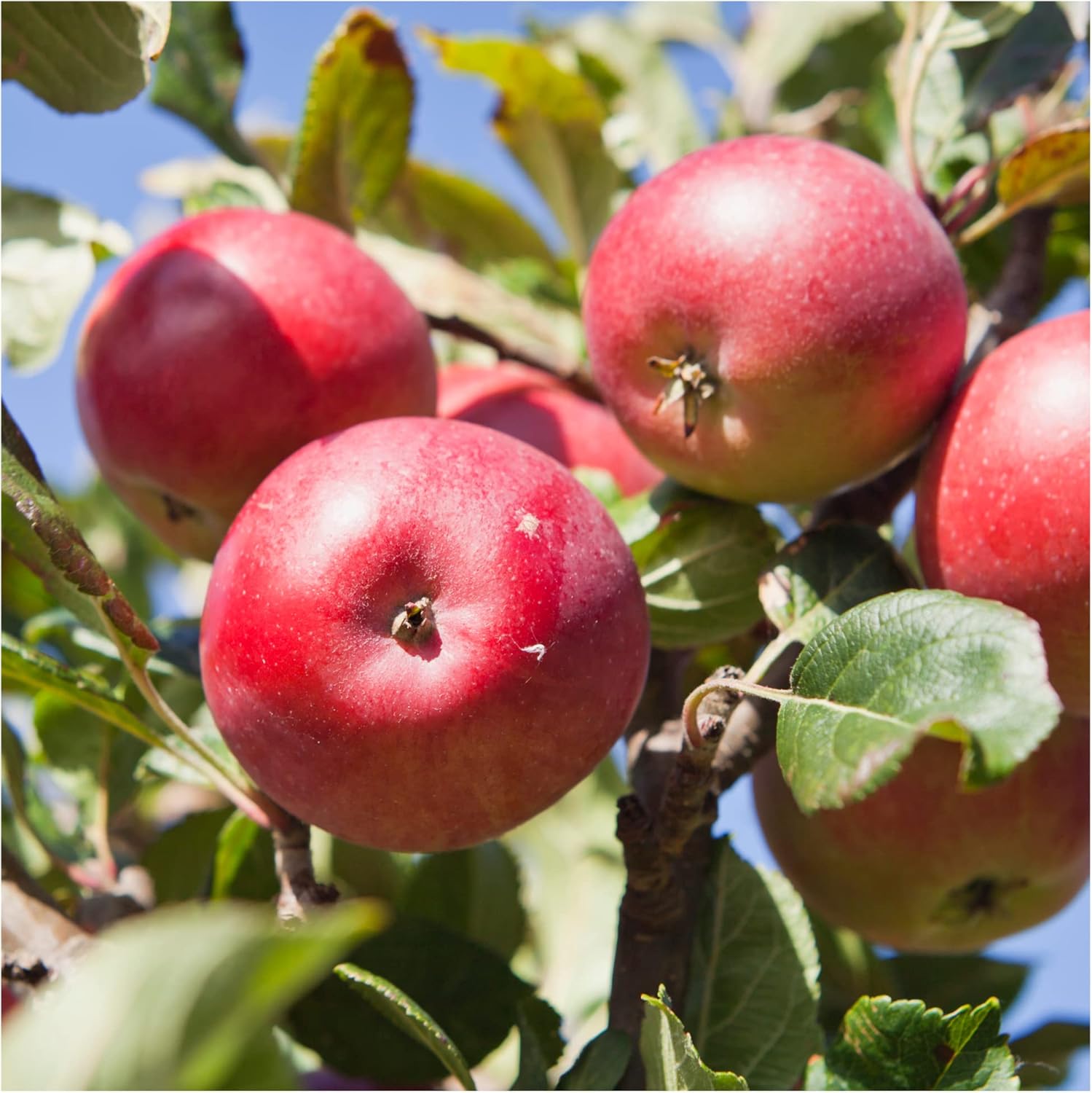 Discovery Apple Tree 4-5ft 6L Pot, Ready to Fruit, Crisp,Juicy ...
