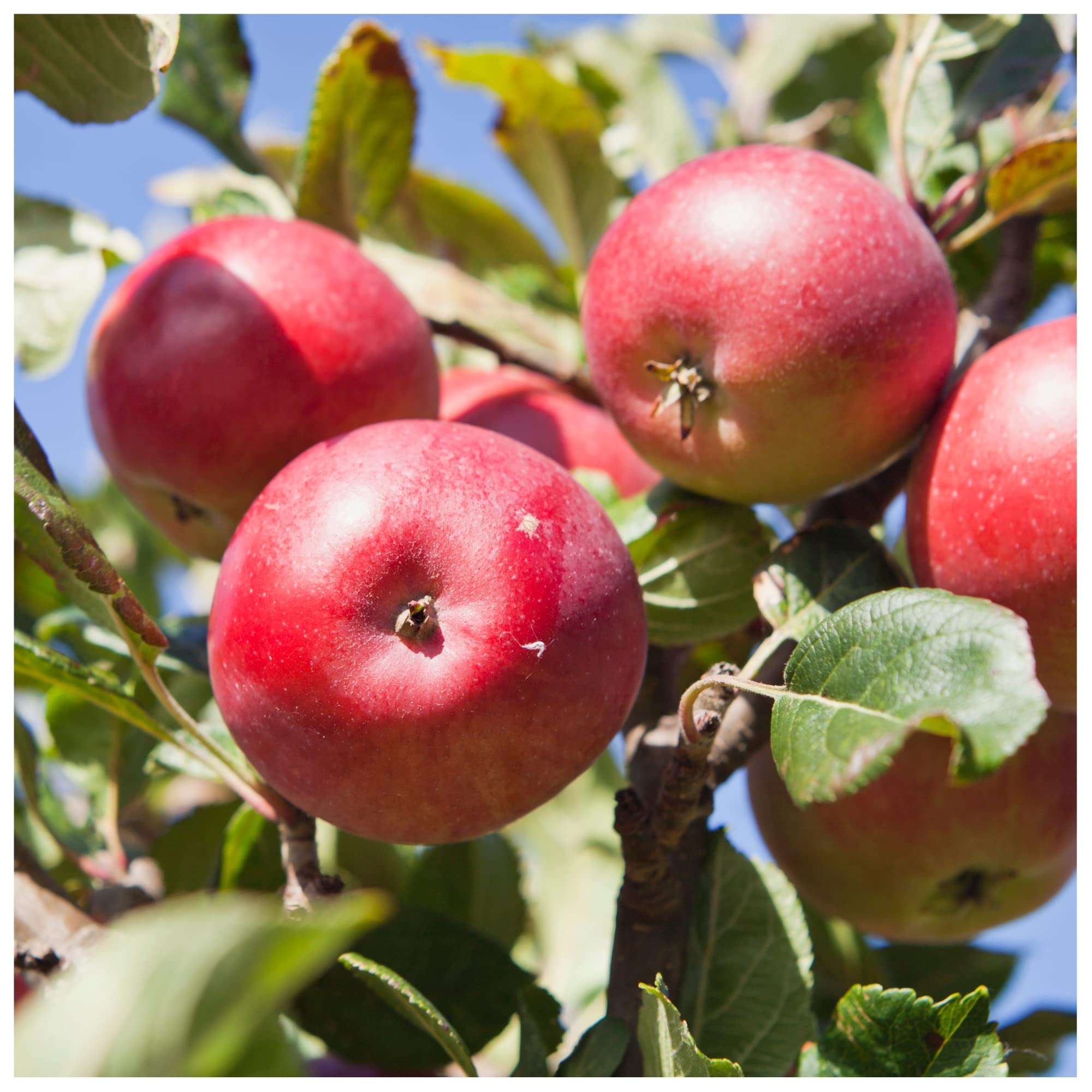 Dwarf Patio Fruit Trees Little Furrow How To Plant Ultra Dwarf Fruit