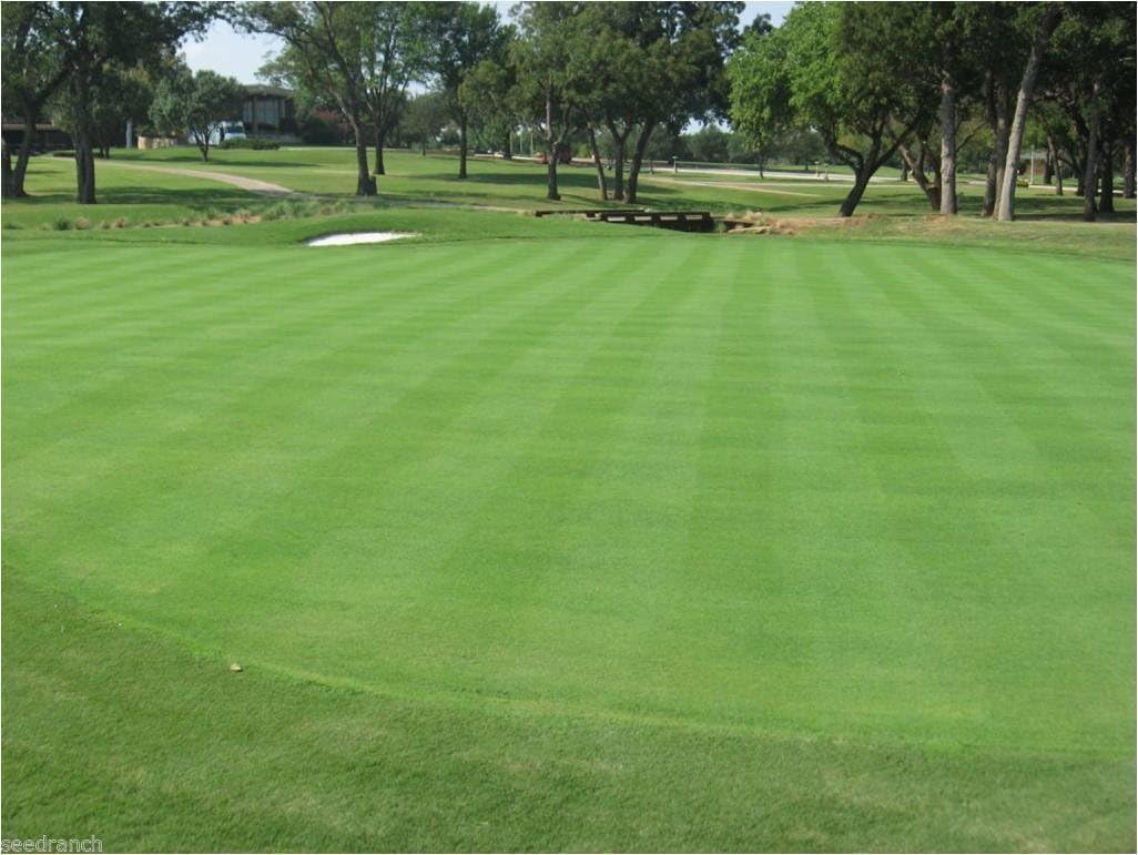 Amazon.com: Penncross Bentgrass Seed - 5 Lbs. : Patio, Lawn & Garden