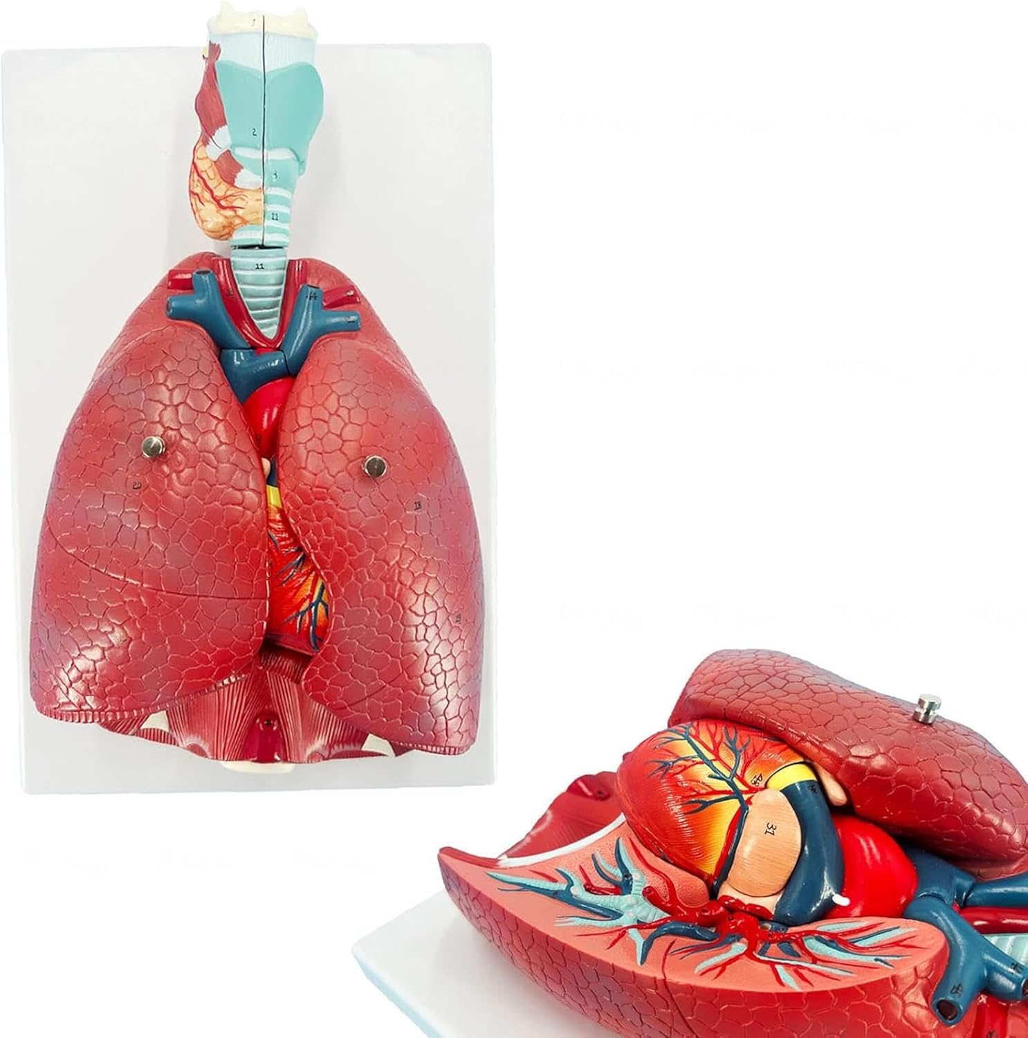 Human Lung Model, Respiratory System Model with 51 Parts Indication ...