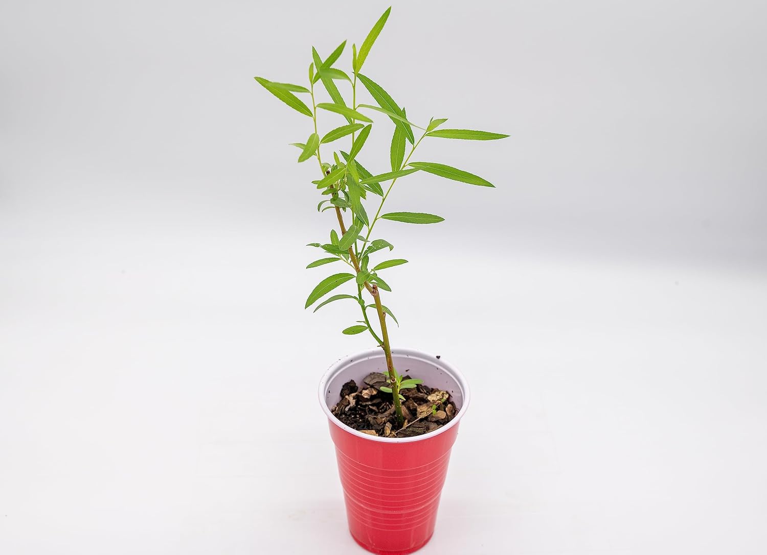 Amazon.com : Potted Austree Hybrid Willow Tree (6-12") : Patio, Lawn ...
