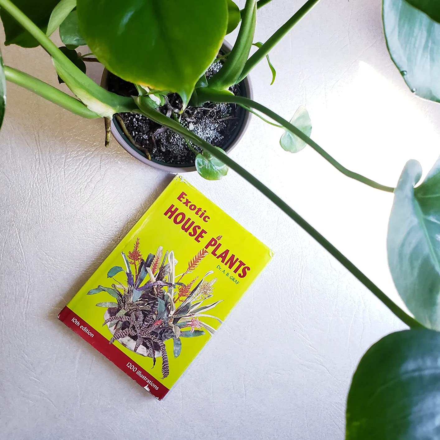 Exotic house plants illustrated;: All the best in indoor plants: Graf ...