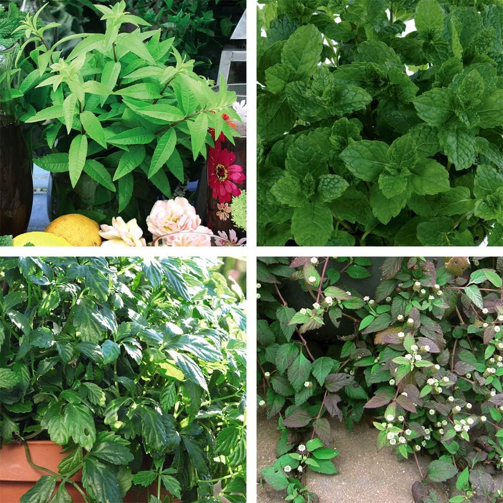 Botanical Infusions Plant Collection Herb of Life Mint Marokko Lemon ...