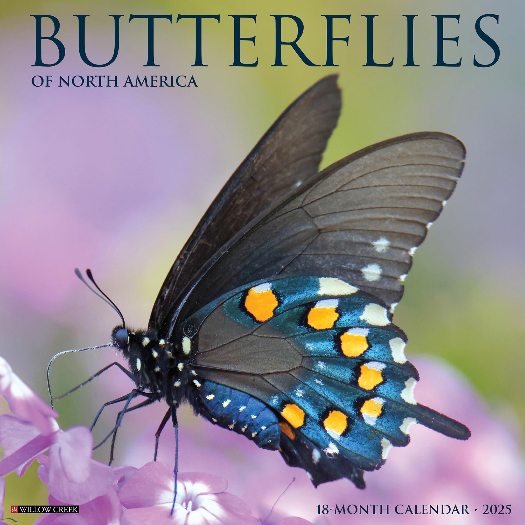 Amazon.com: Willow Creek Press Butterflies Monthly 2025 Wall Calendar ...