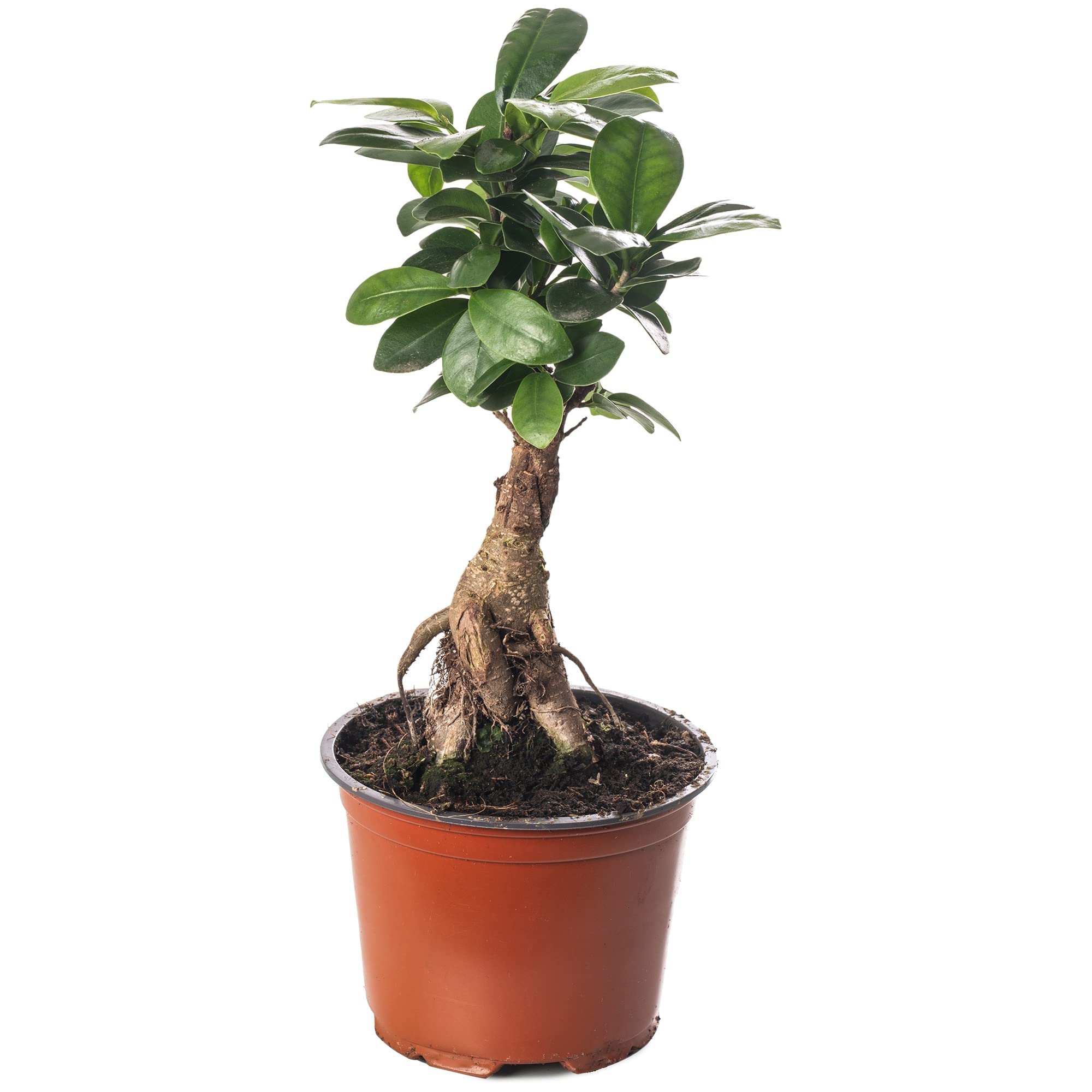 Ficus Ginseng Bonsai Tree Tall Indoor Plants Exotic Large Trees ...