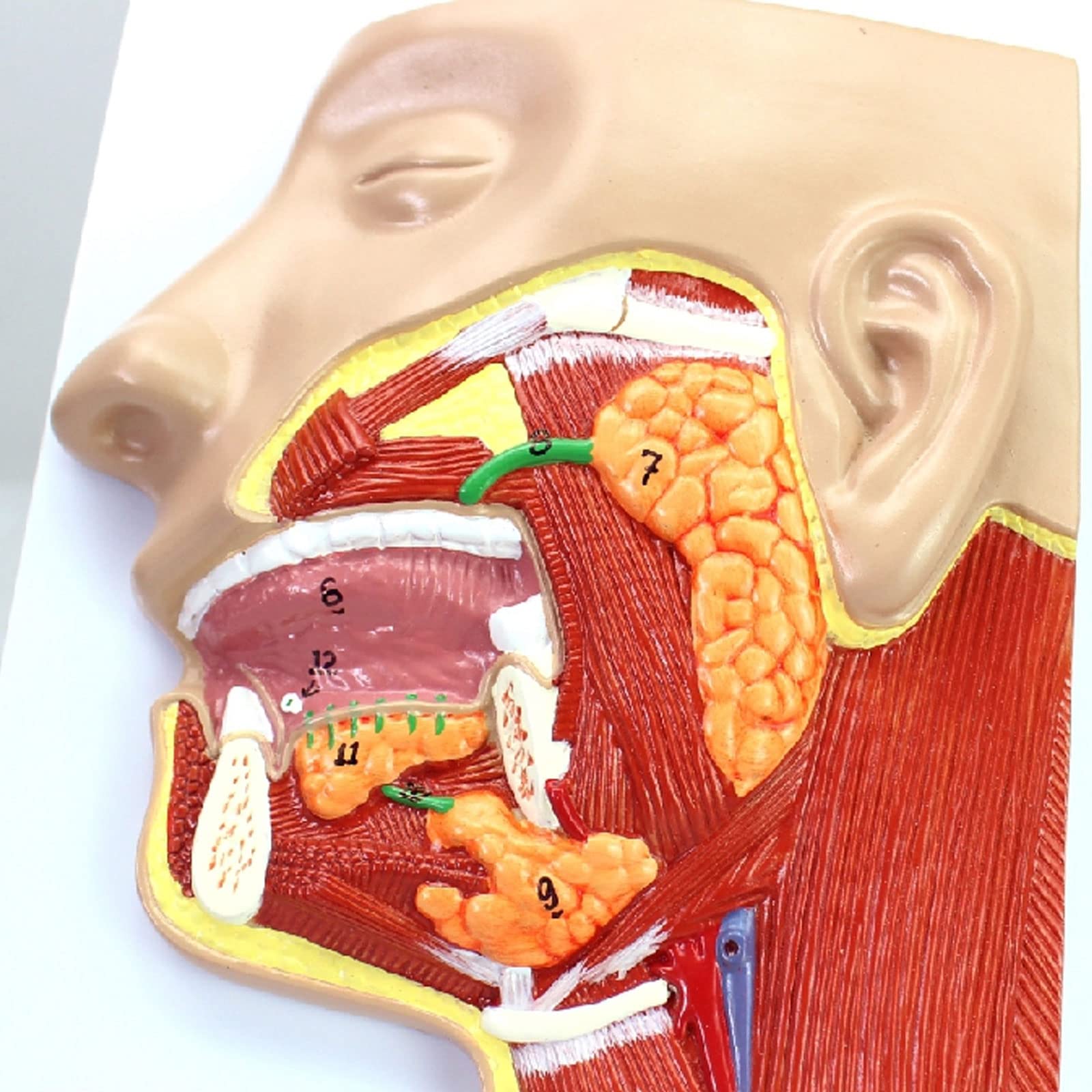 Salivary Glands Anatomy Model Neck Mass Evaluation