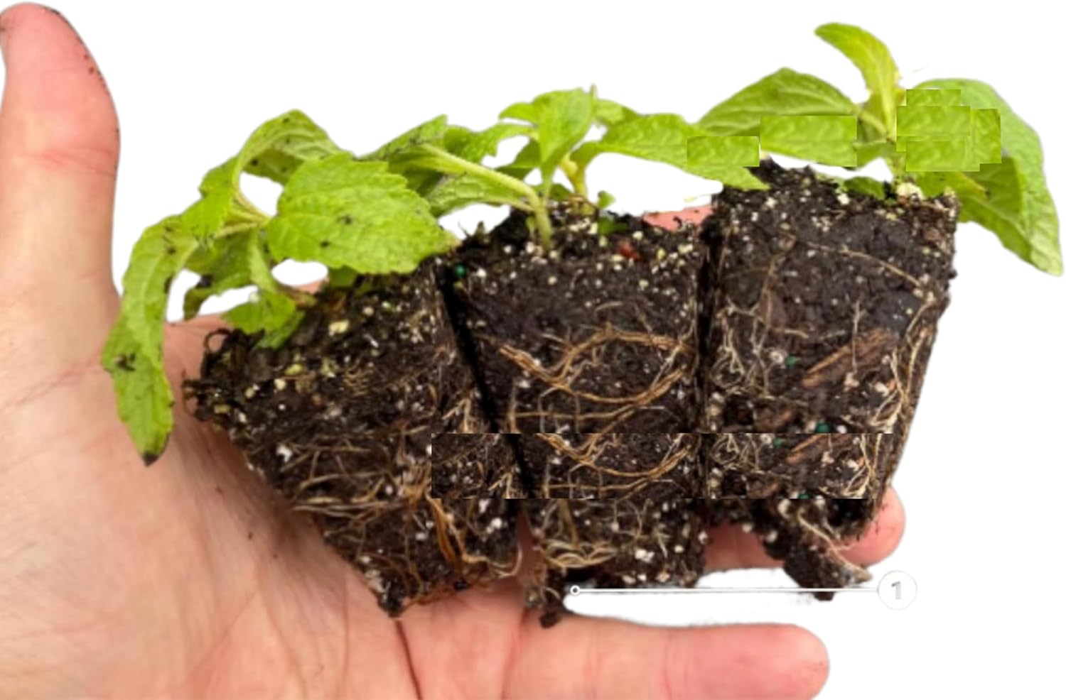 Amazon.com : Eutrochium maculatum | Spotted Joe-pye Weed | Starter ...