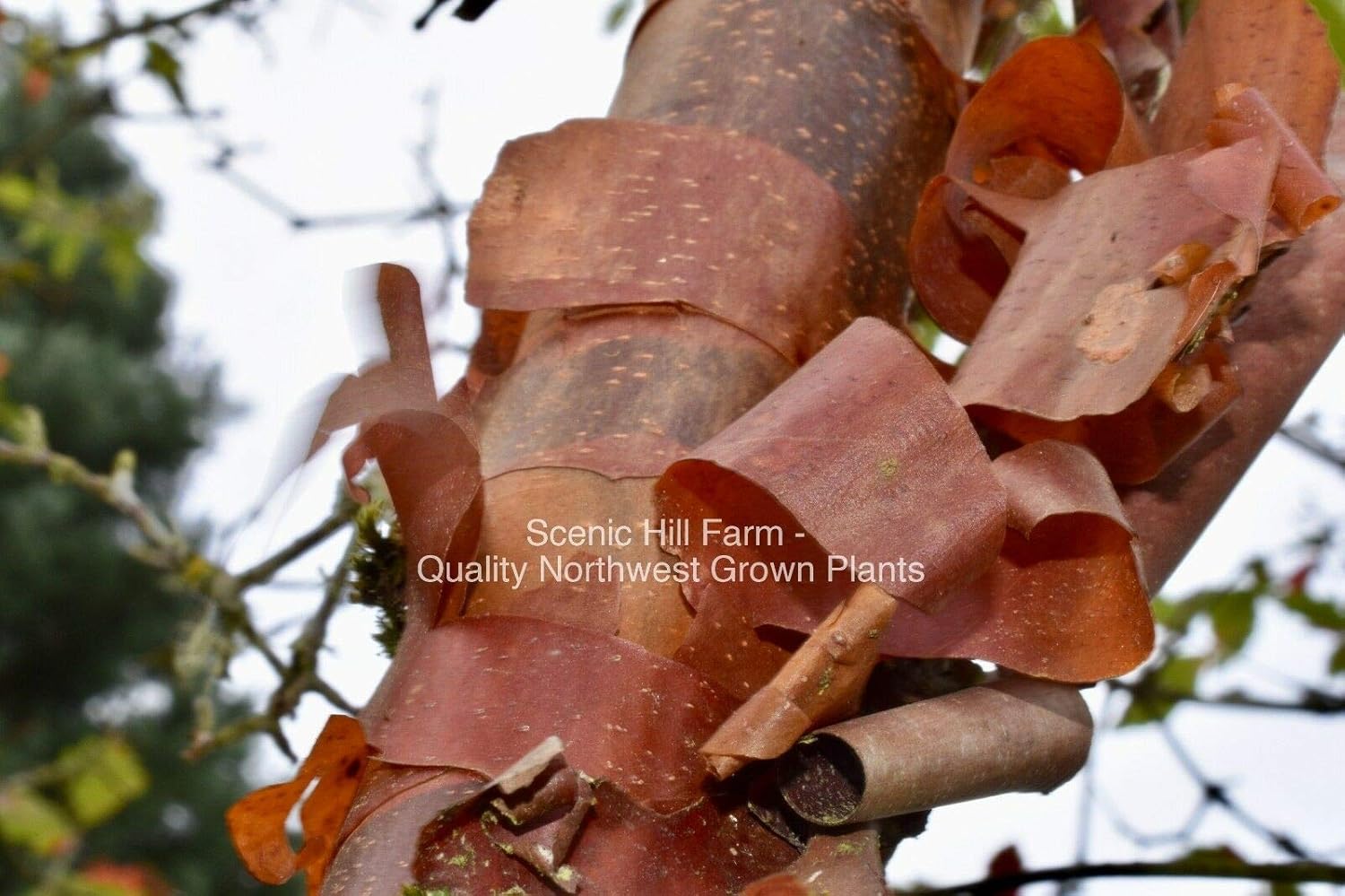 Amazon.com : 1 Acer griseum - Paperbark Maple- Cinnamon Reddish/Brown ...