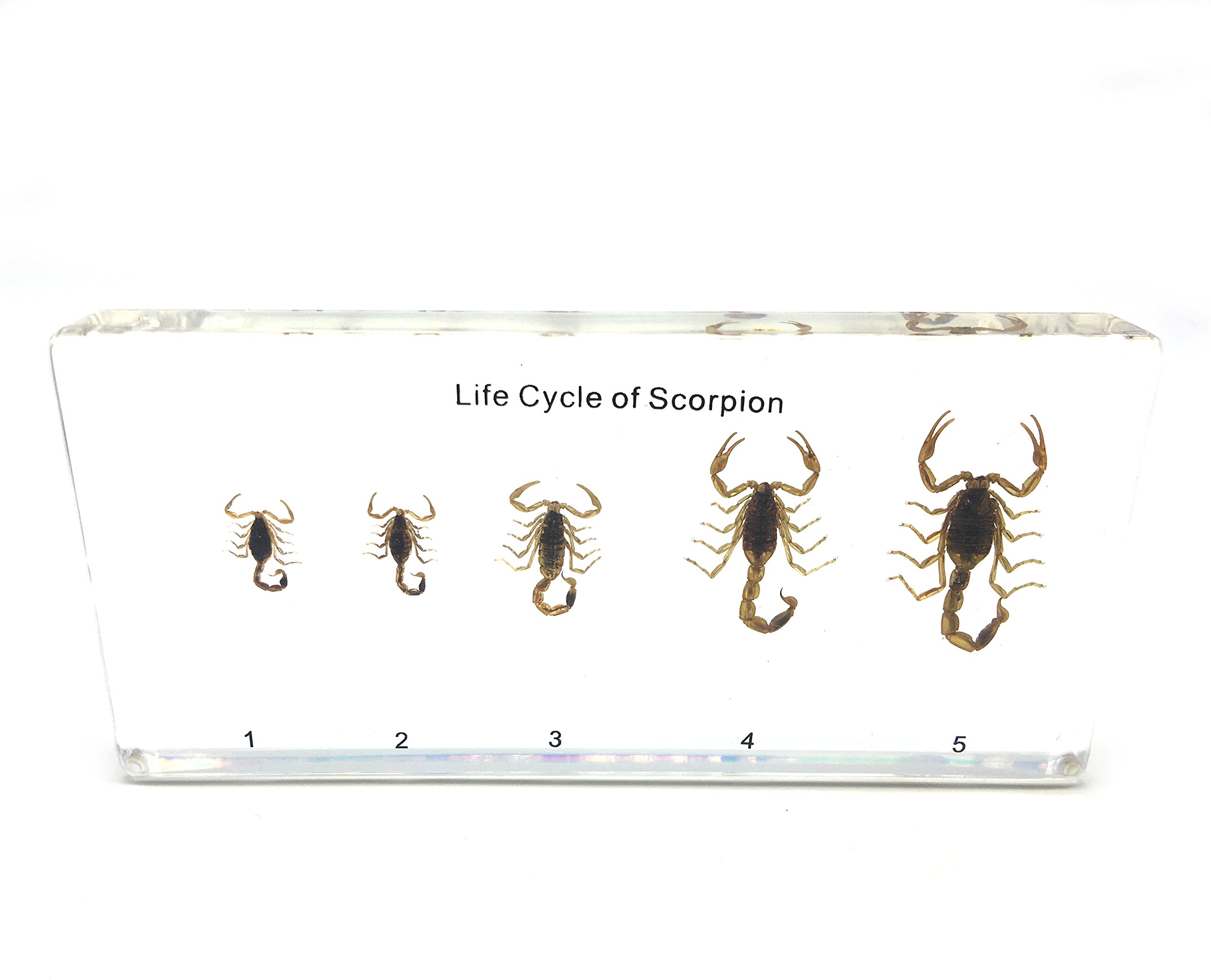 Life Cycle Of A Scorpion