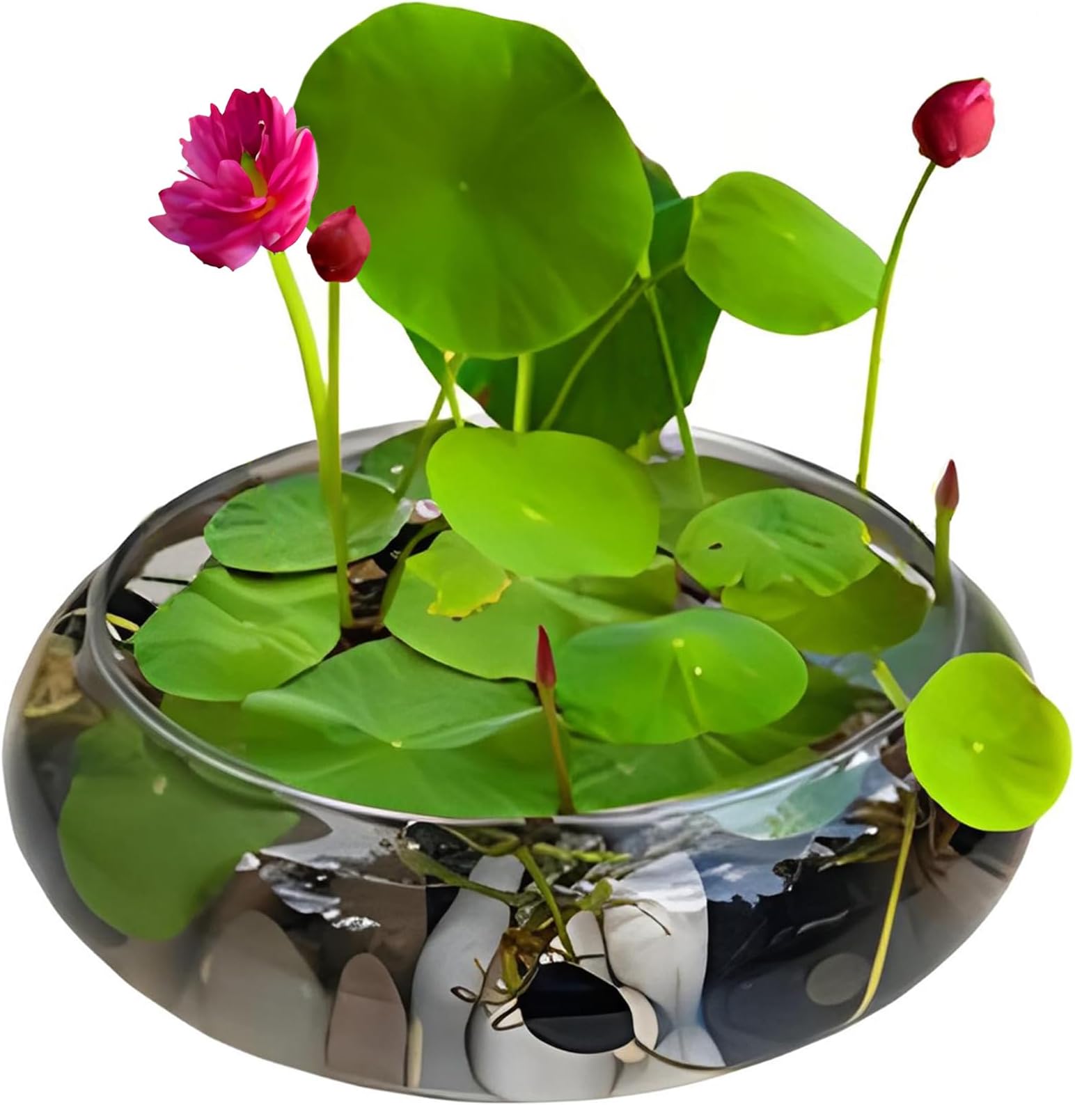 Amazon.com : Lotus Bowl Flower Planter 6 inch Round Water Lily Ceramic ...