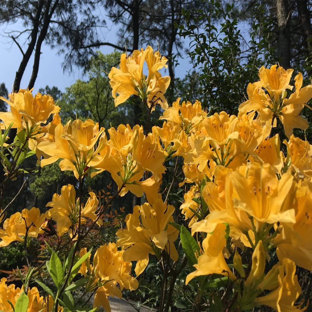 Amazon.com : Yellow rhododendrons Flowers seedlings rhododendrons Live ...